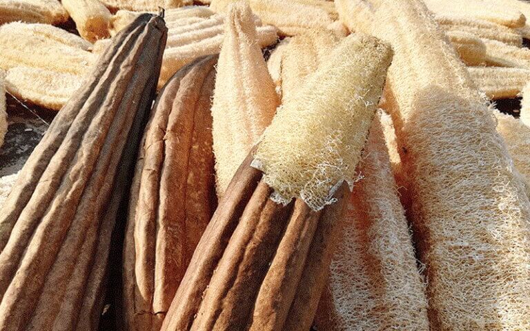 Luffa Gourd Nutrition Facts and Health Benefits - CookingEggs