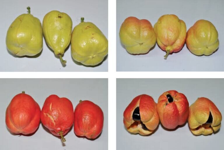 Jamaican Ackee Nutrition Facts & Health Benefits - CookingEggs